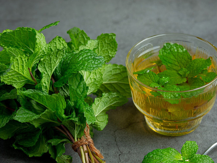 Lemon Balm for Kids: What You Need to Know – Nature's Craft